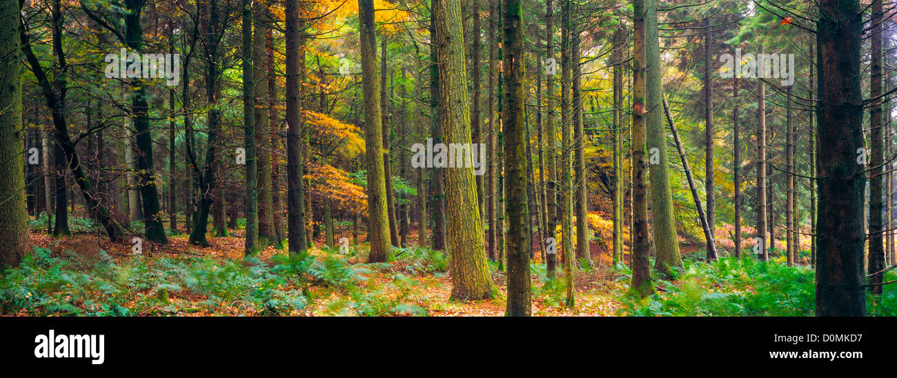 Autumn forest panorama. Stockhill, Mendip Hills, Somerset, England ...