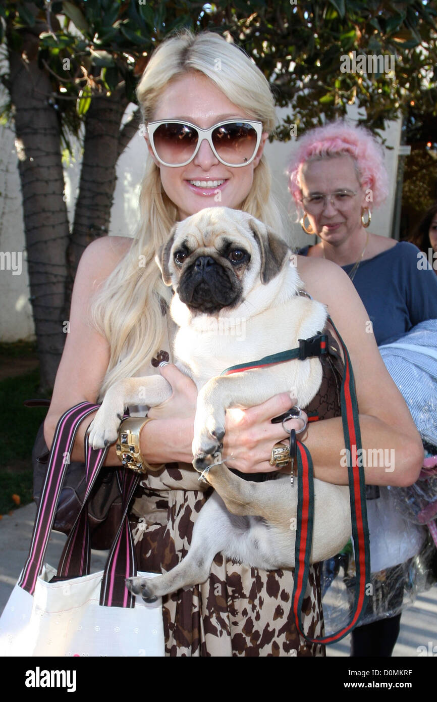 Paris Hilton New Dog