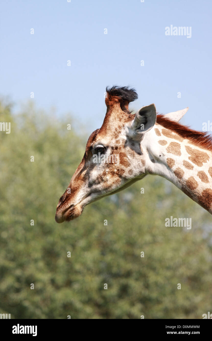 Giraffe head hi-res stock photography and images - Alamy
