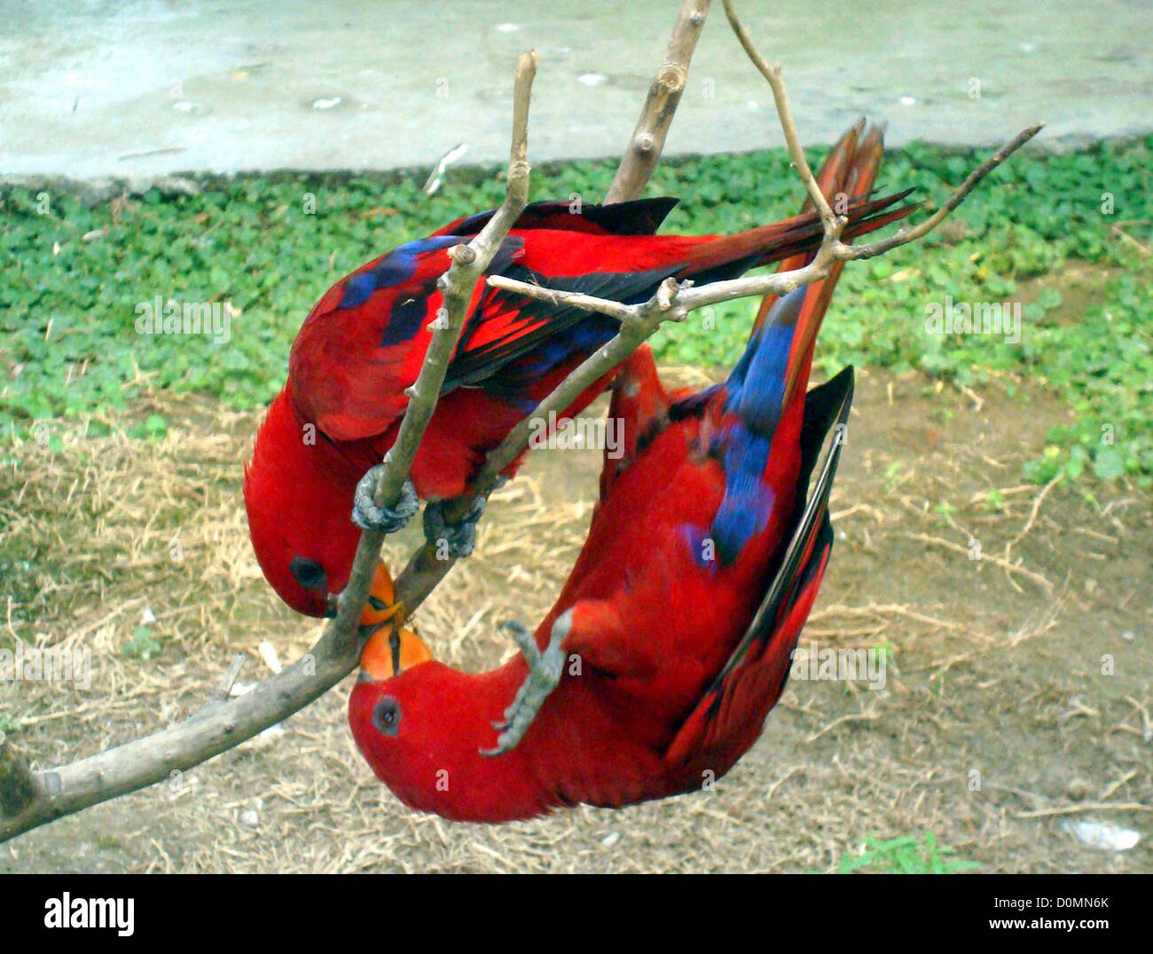 LOVEBIRDS! These parrots wildlife reserve in China are in beak ...