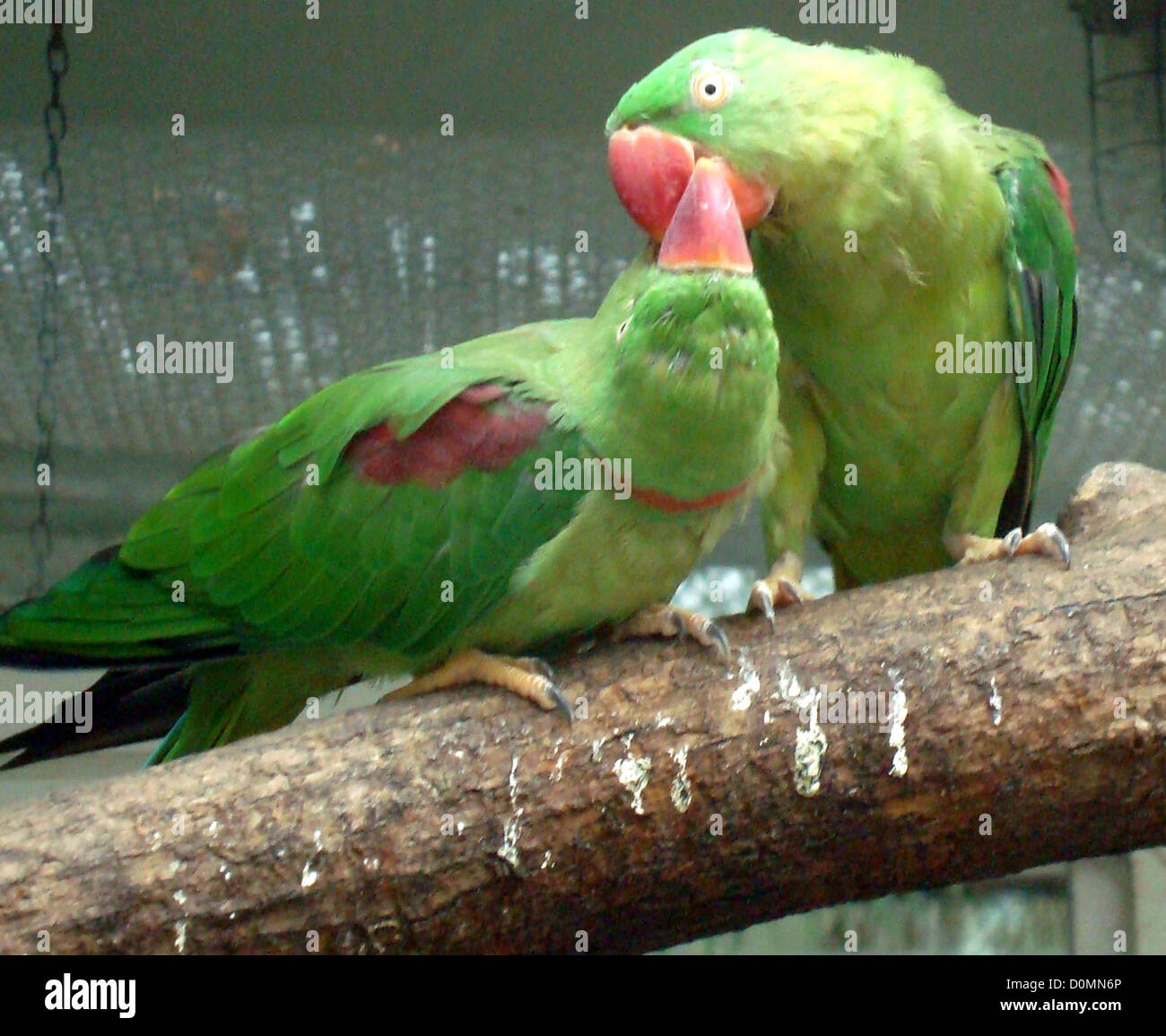 LOVEBIRDS! These parrots at a wildlife reserve in China are in beak ...