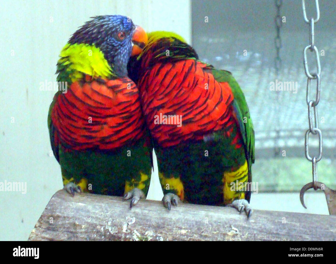 LOVEBIRDS! These parrots at a wildlife reserve in China are in beak ...