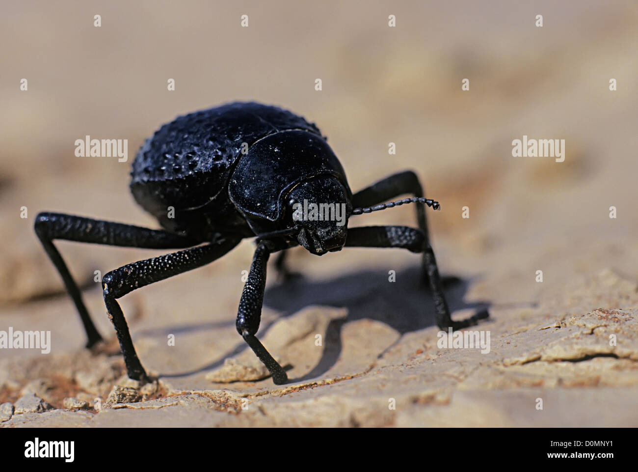 Africa namib desert beetle hi-res stock photography and images - Alamy