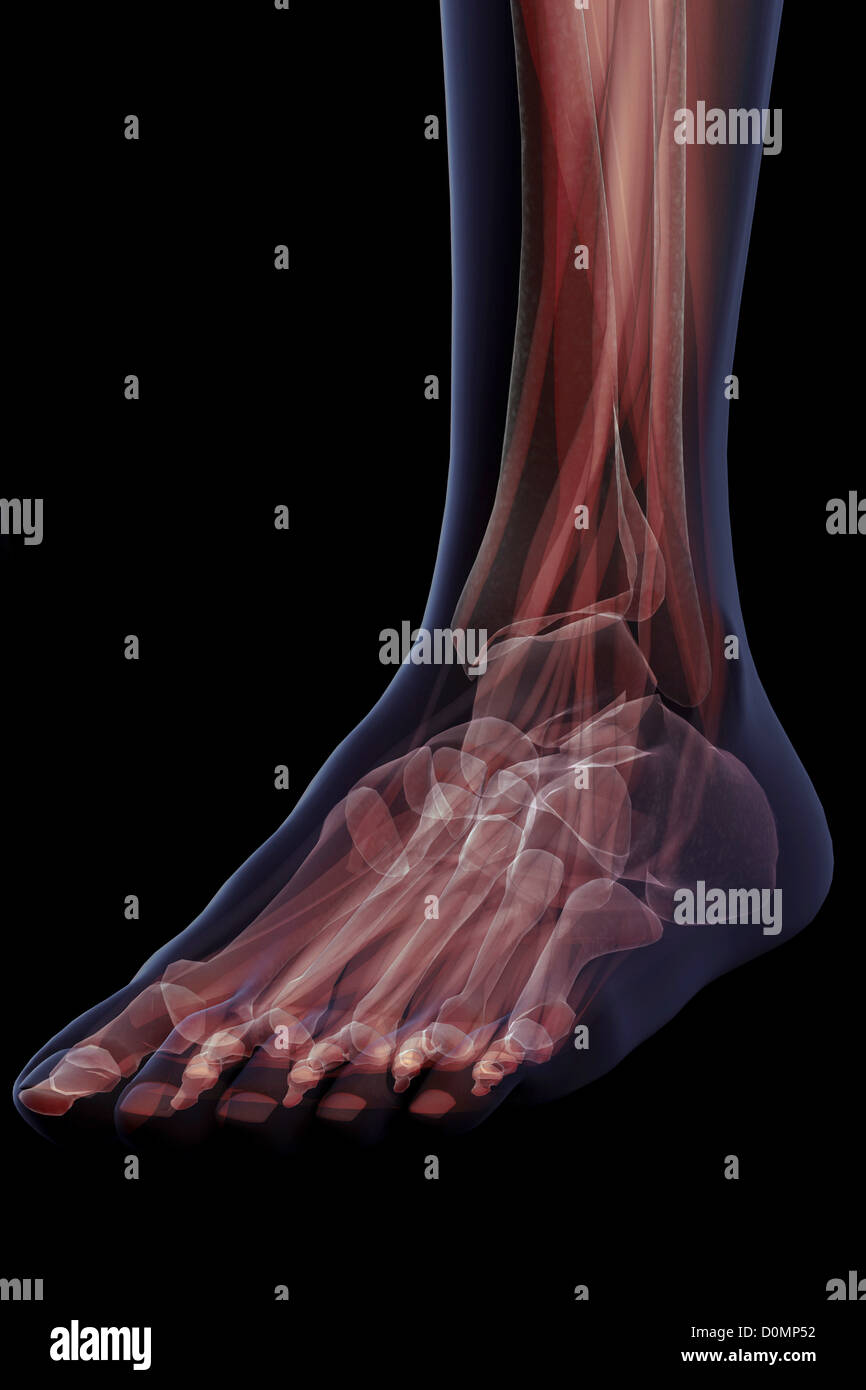 Foot model hi-res stock photography and images - Alamy