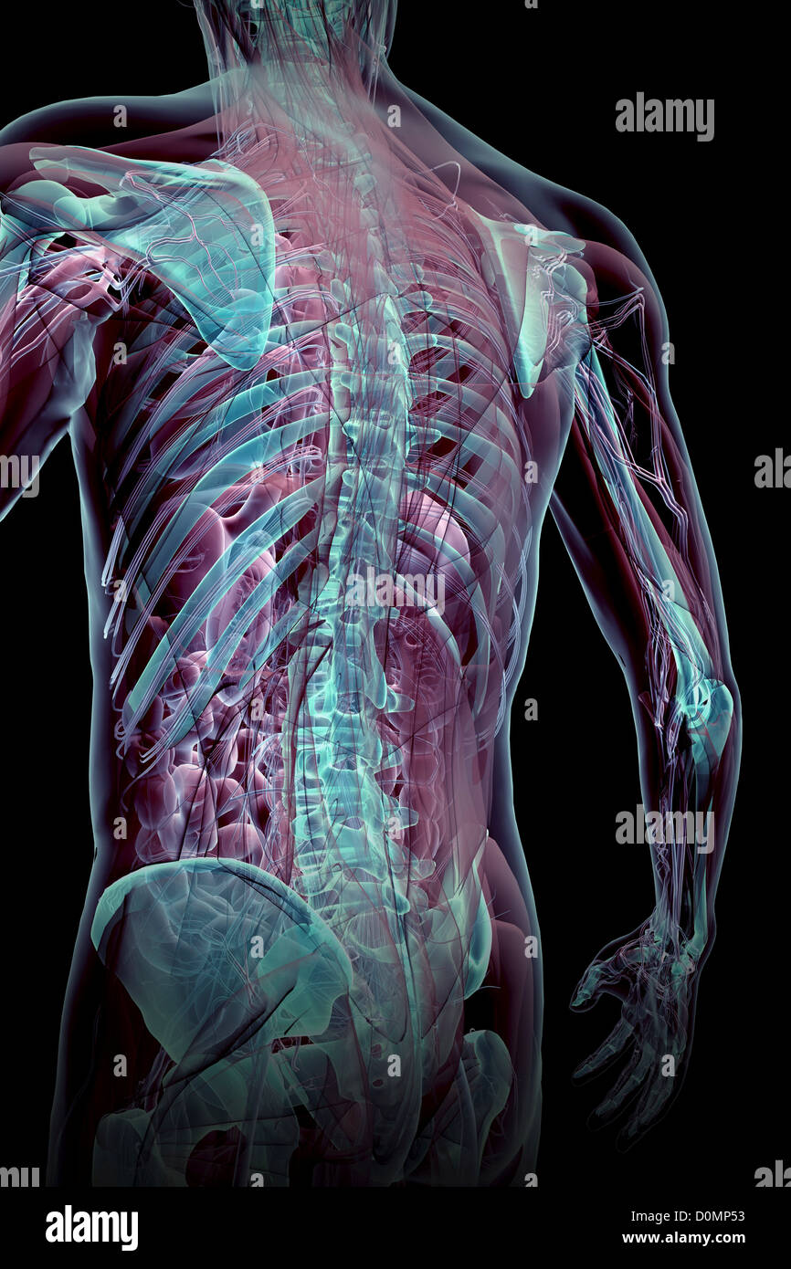 Rear of a human model showing internal anatomy Stock Photo - Alamy