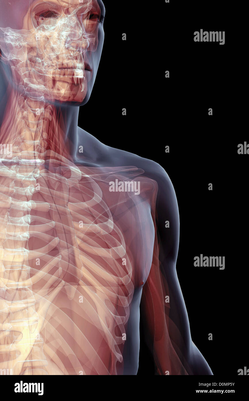 A human model showing the rib cage, spine and head Stock Photo - Alamy
