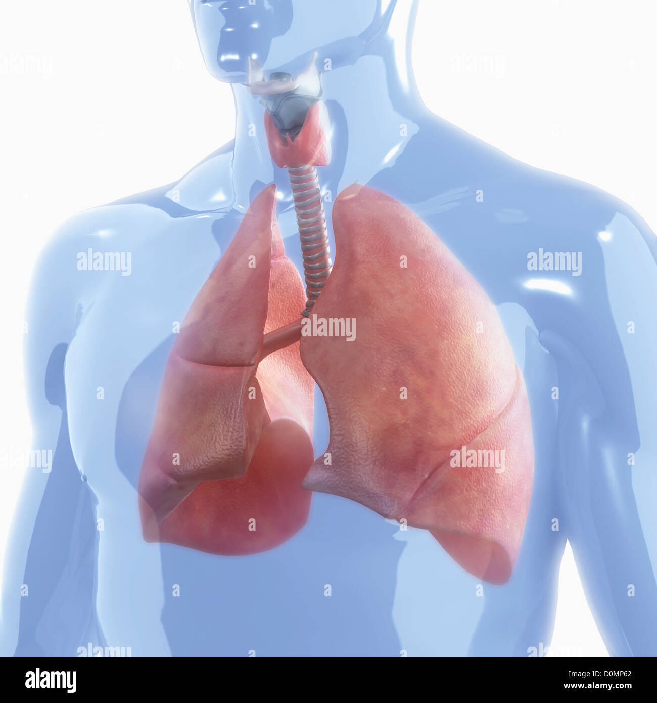 Inside chest hi-res stock photography and images - Alamy