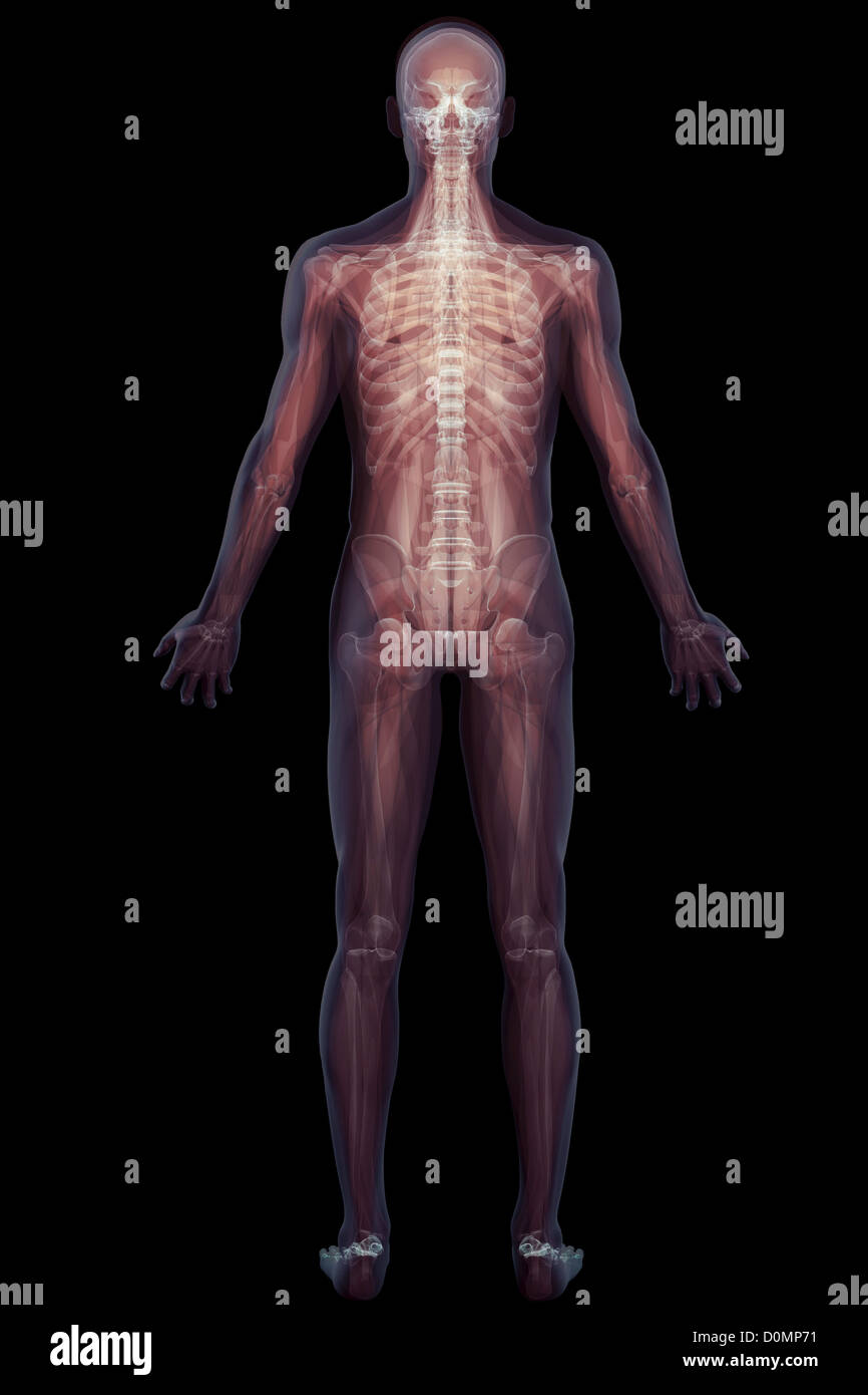 Anatomical model showing the human muscular system Stock Photo - Alamy