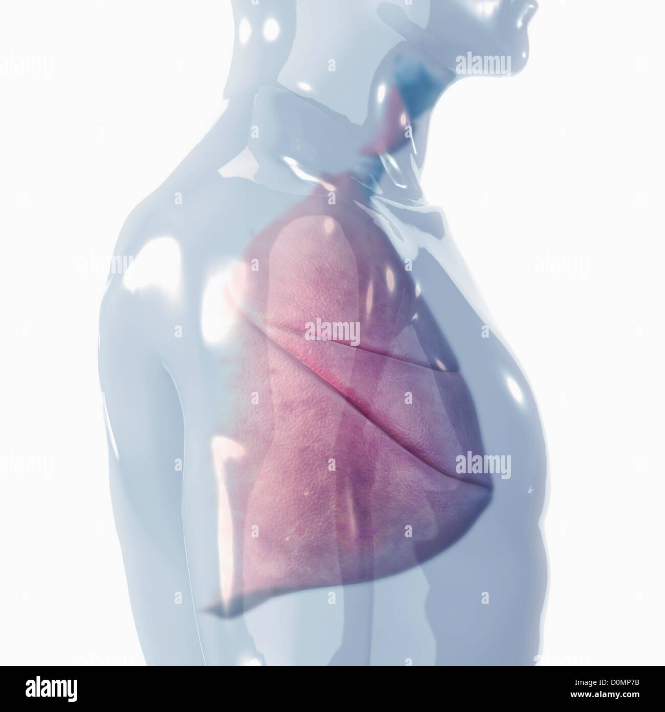 Inside chest hi-res stock photography and images - Alamy