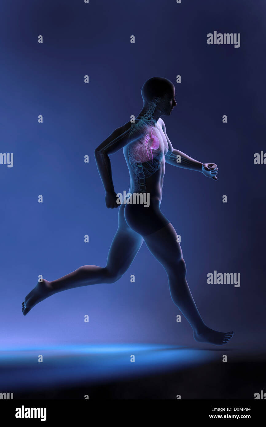 Anatomical model showing the effects of running on the heart and ...