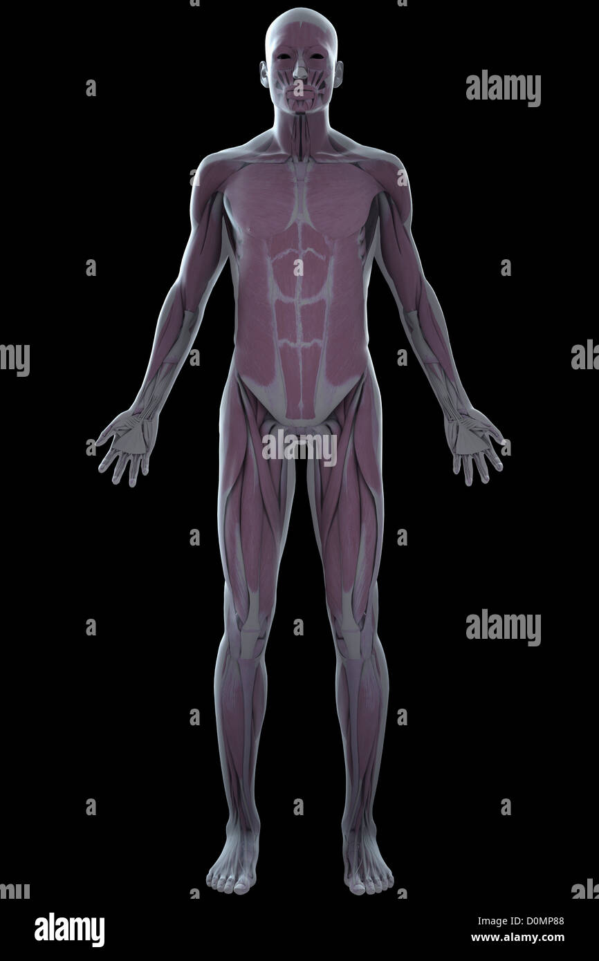 Anatomical model showing the human muscular system Stock Photo - Alamy