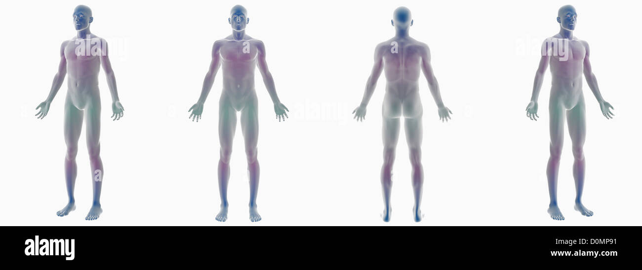 Anatomical models showing skin covering the human body Stock Photo - Alamy