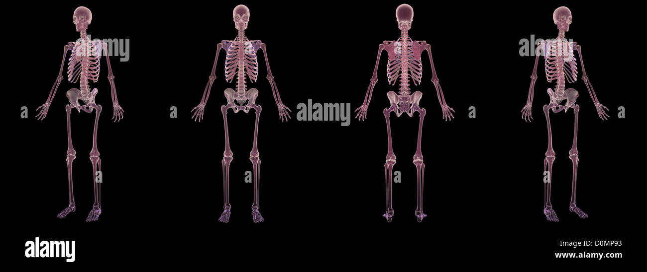 Anatomical models showing human skeletal structure Stock Photo - Alamy