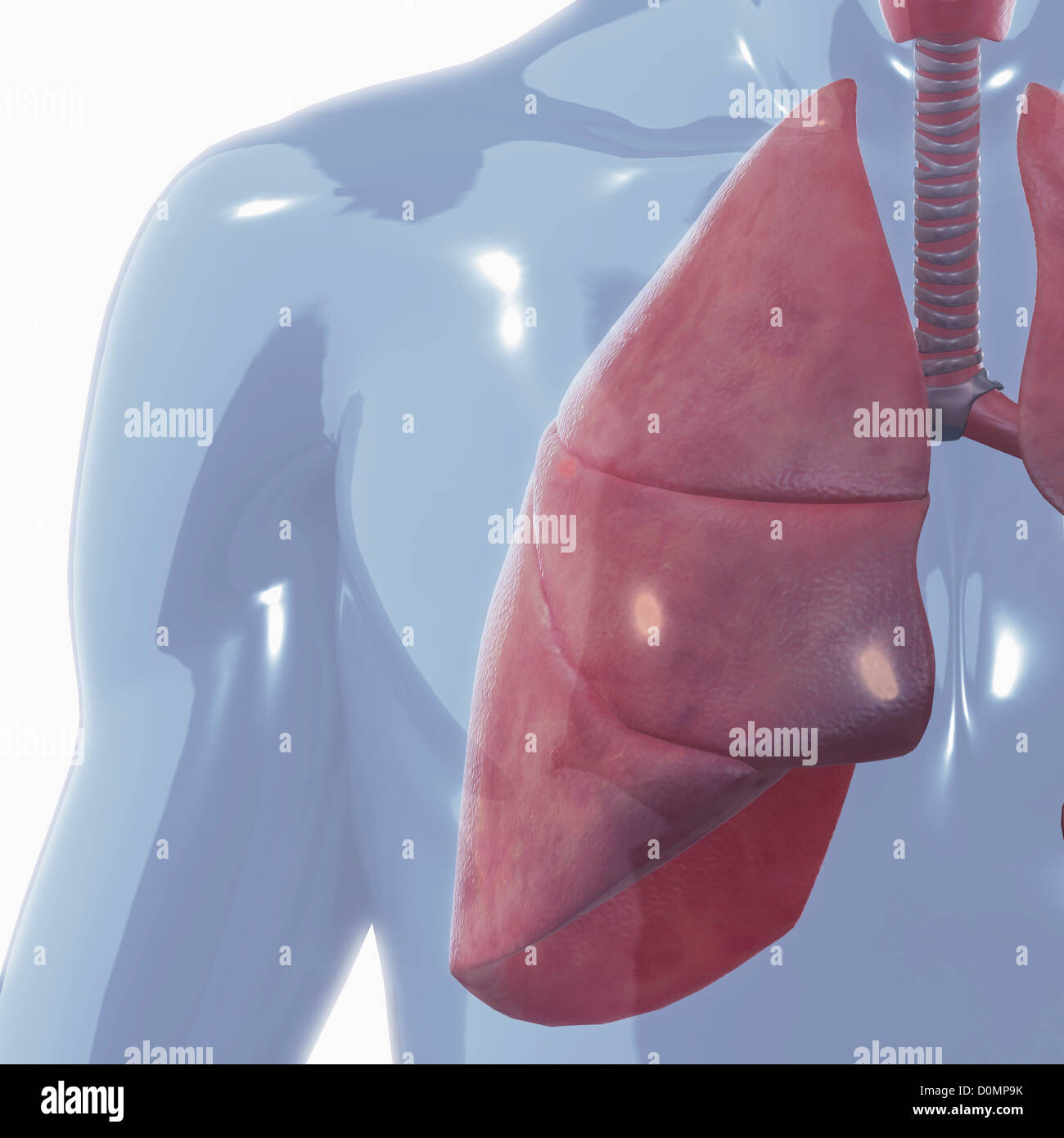 A set of lungs inside a transparent human model Stock Photo - Alamy
