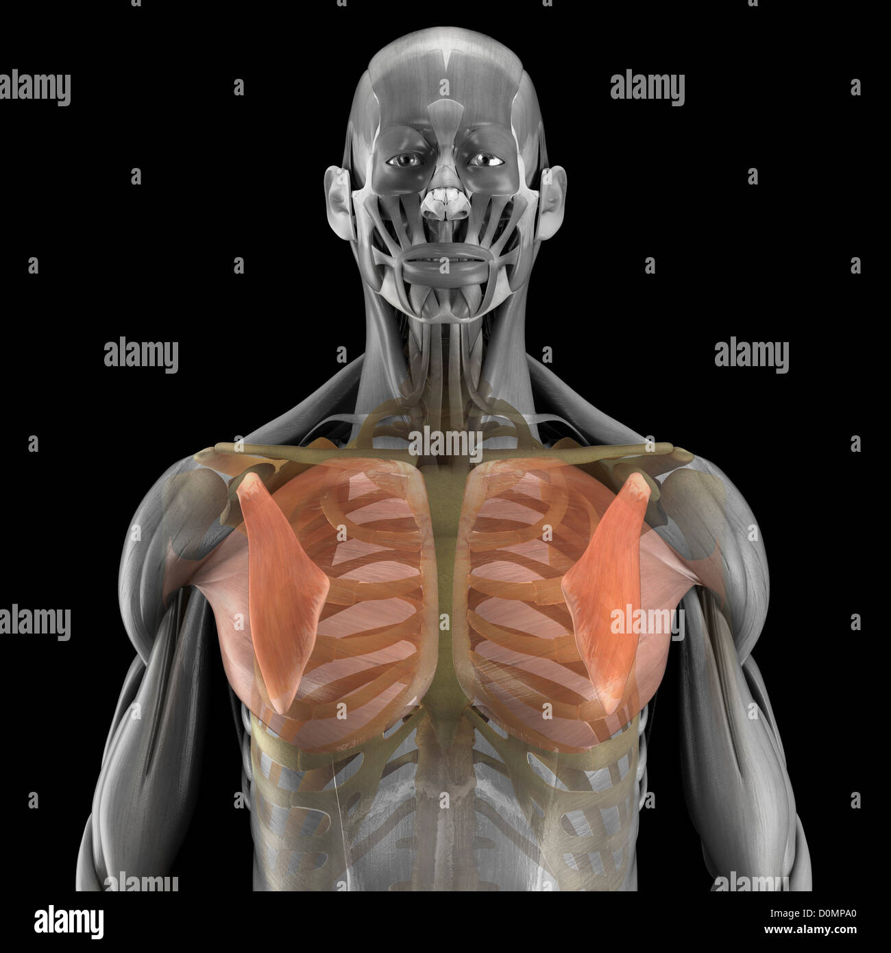A human model showing the pectoralis minor muscle Stock Photo - Alamy