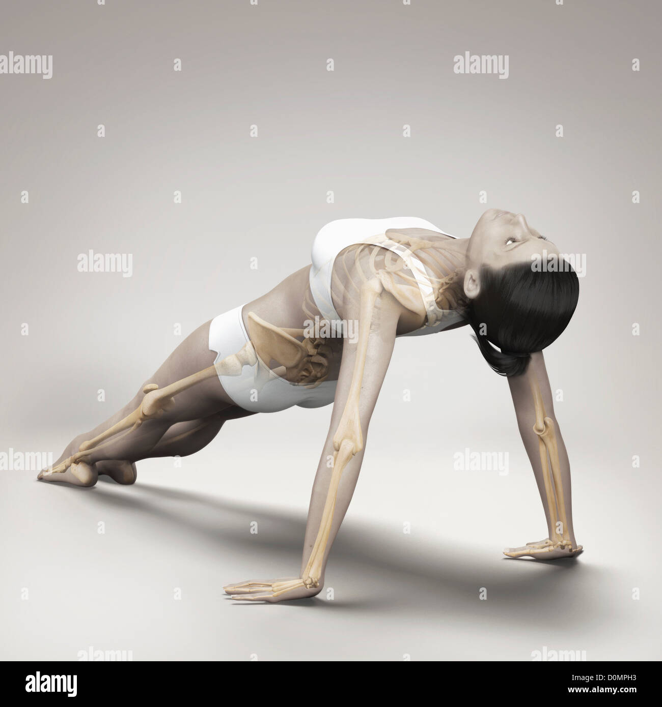 Skeleton layered over female body in upward facing plank pose showing ...
