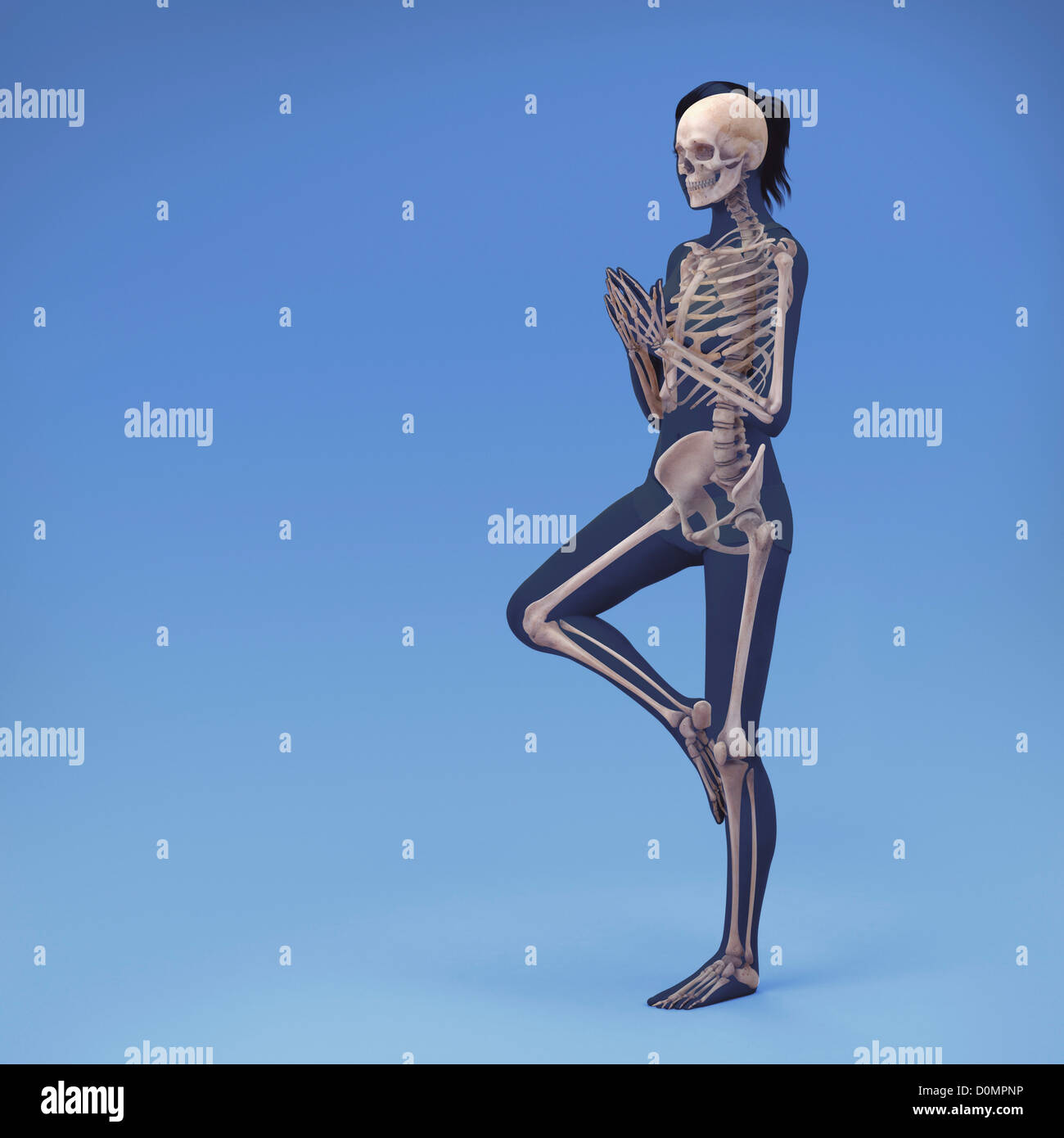 Human skeleton in tree pose showing the skeletal alignment of this ...