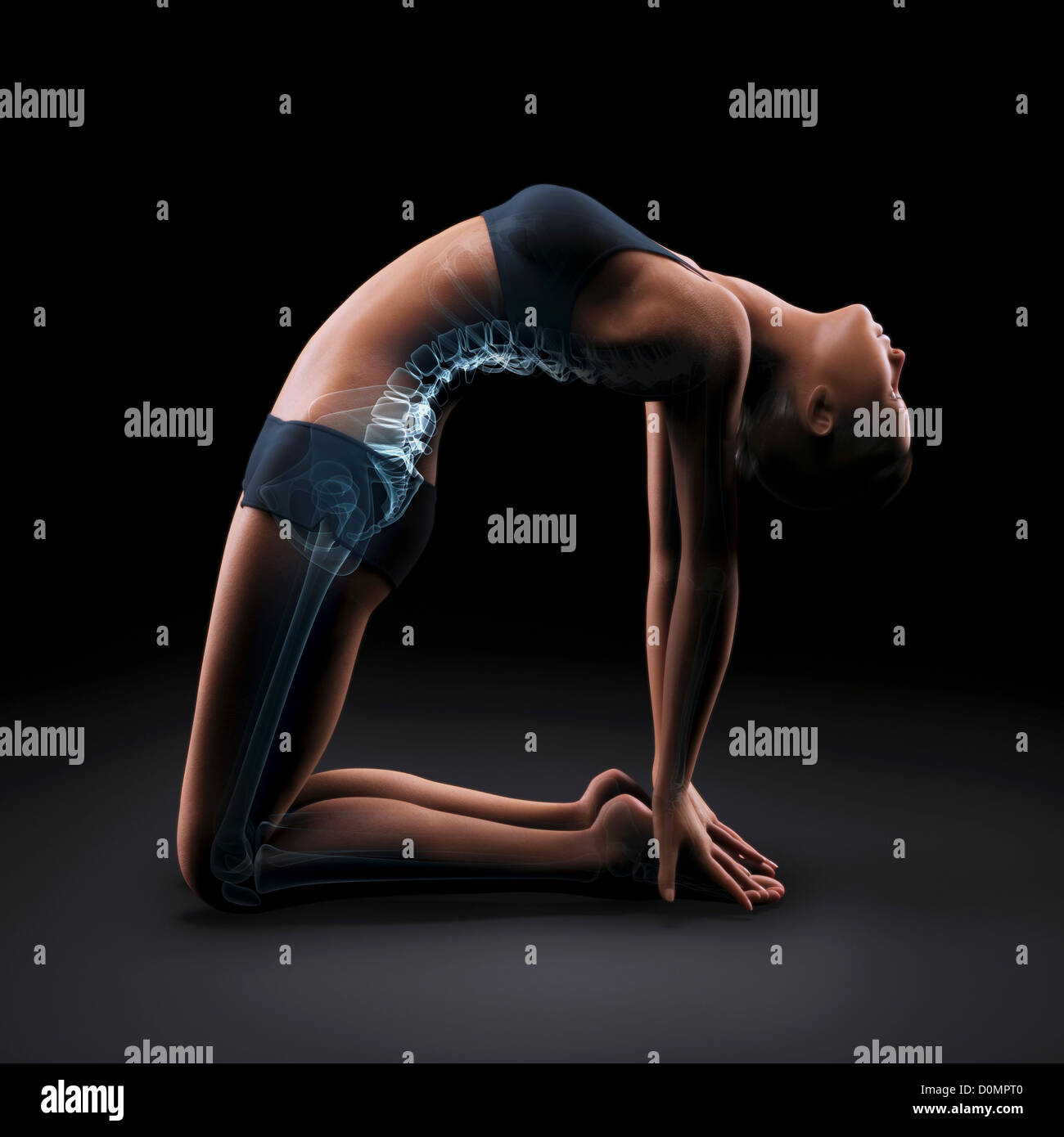 Skeleton layered over a female body in camel pose showing the spine ...