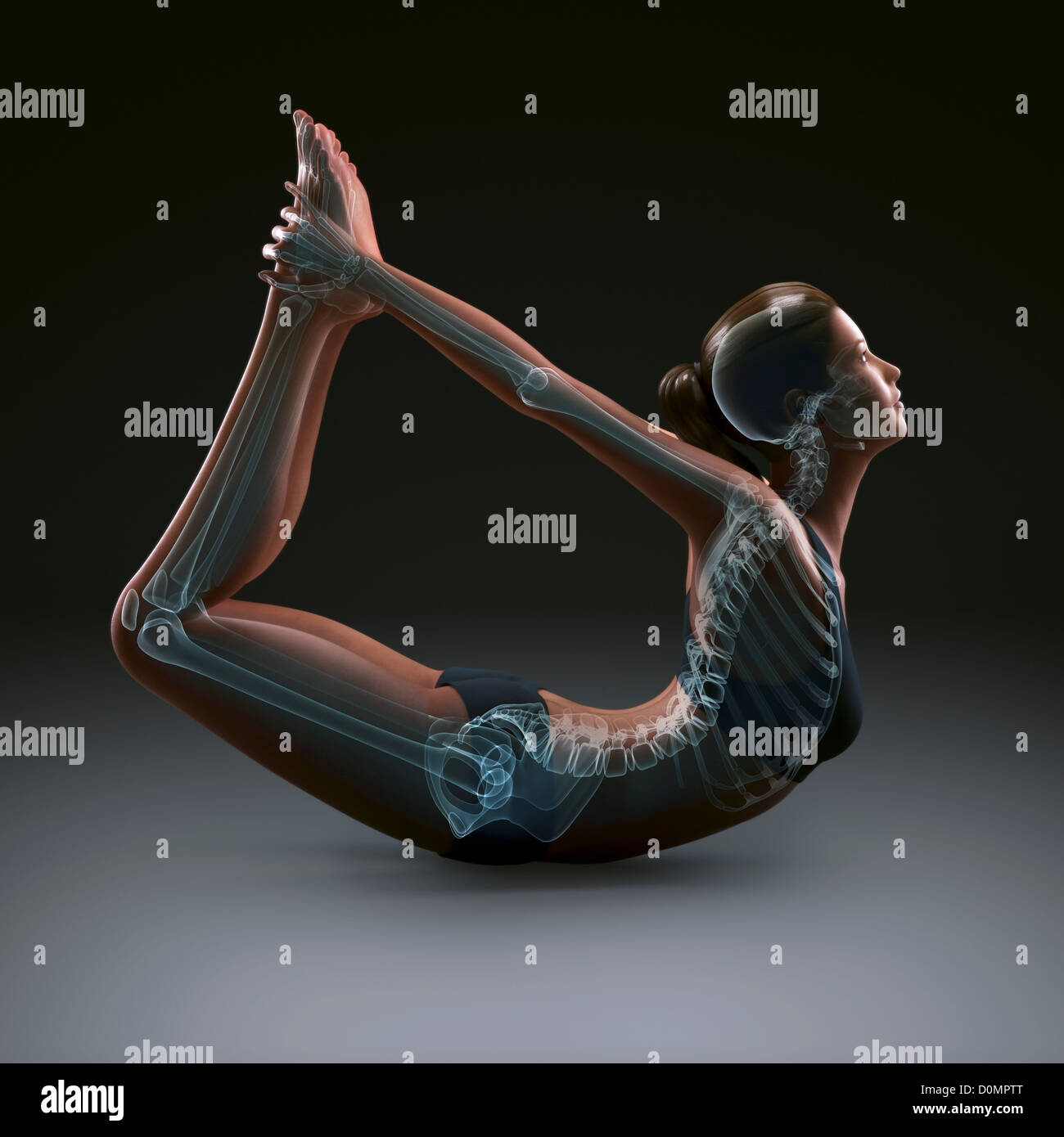 Skeleton layered over a female body in bow pose showing skeletal ...
