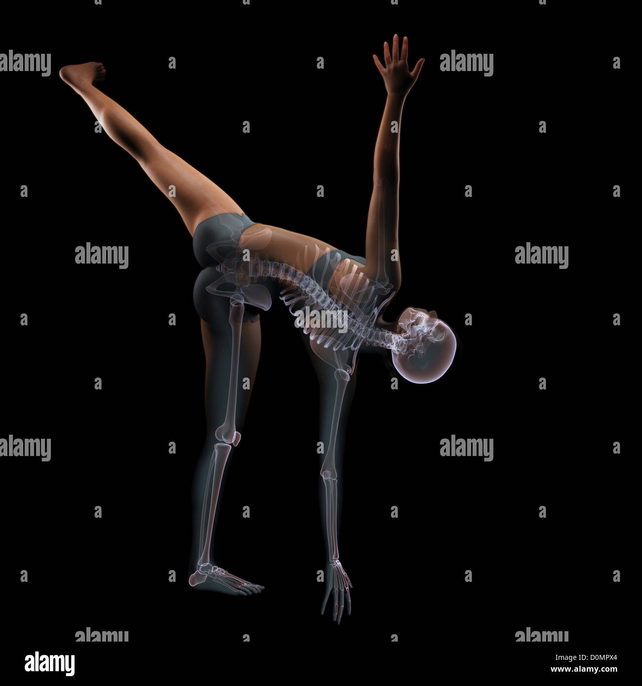 Skeleton layered over a female body in half moon pose showing the ...