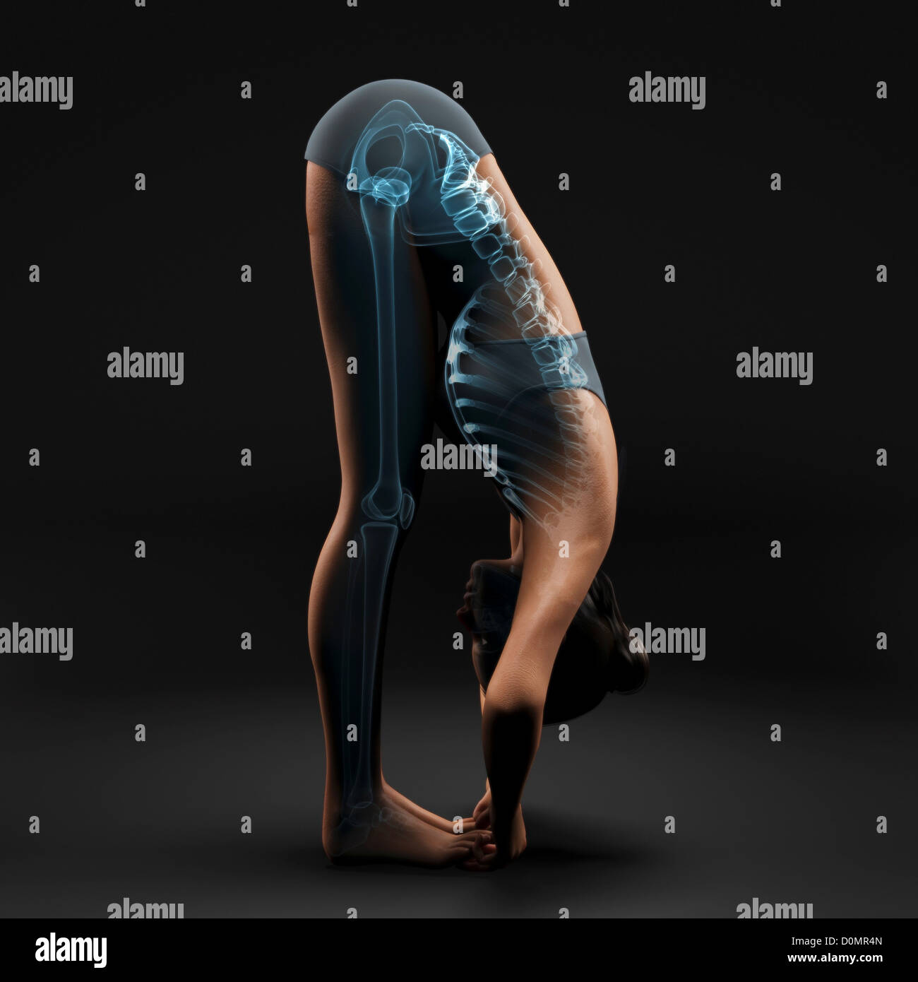 Skeleton layered over a female body in the big toe pose showing a ...