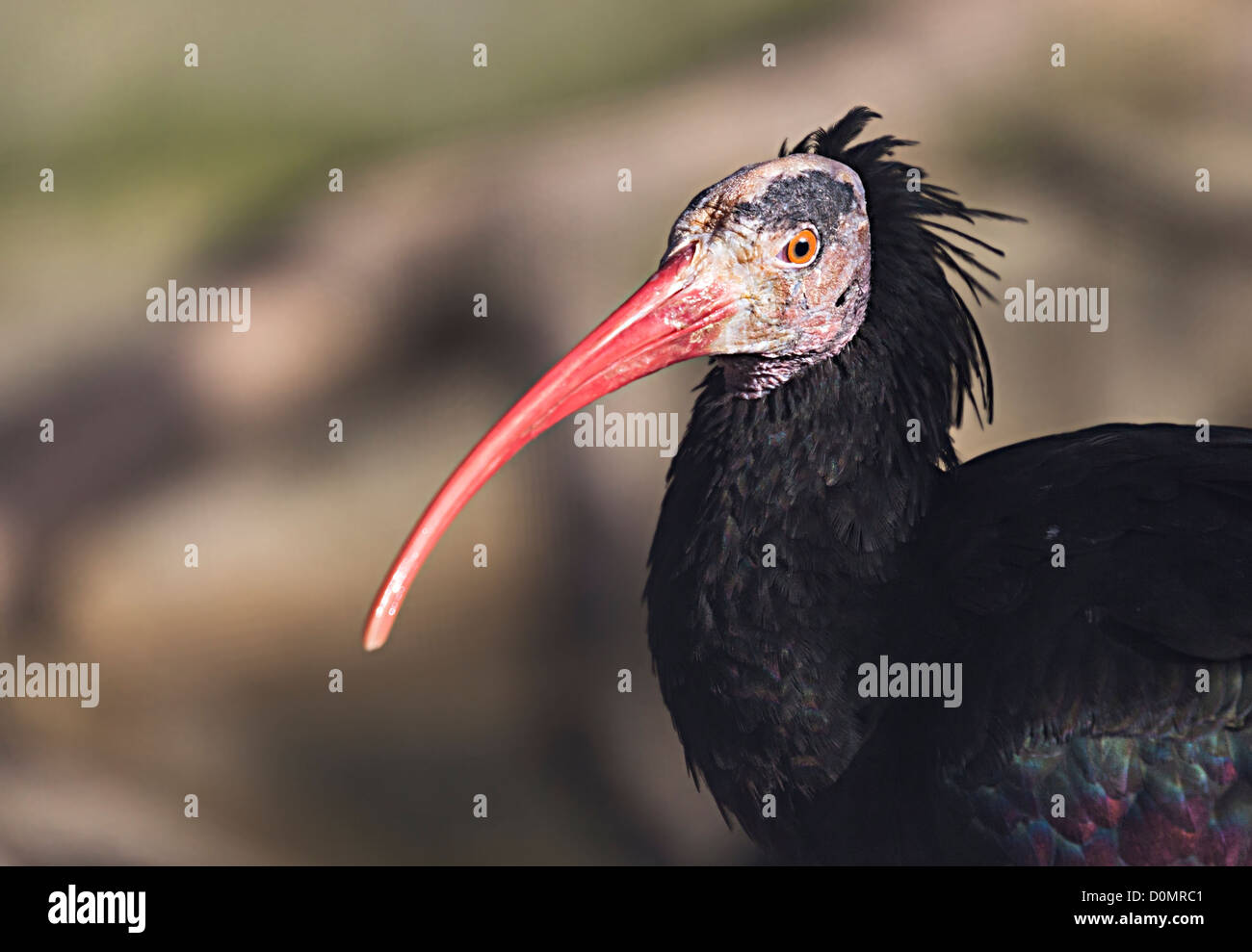 Northern bald ibis, Geronticus eremita, at the Durrell Wildlife Park ...