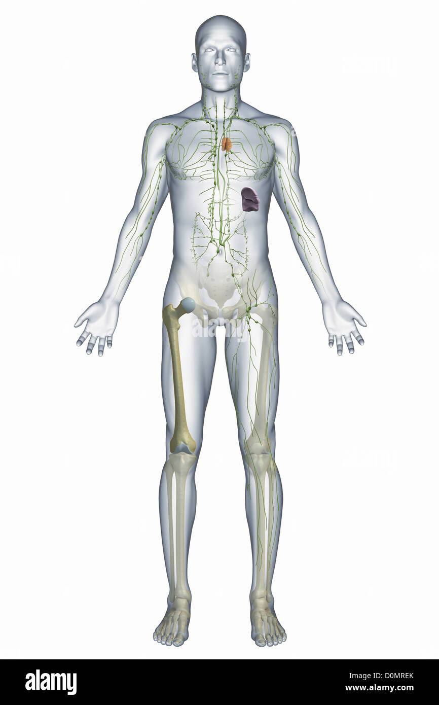 Immune System No Labels