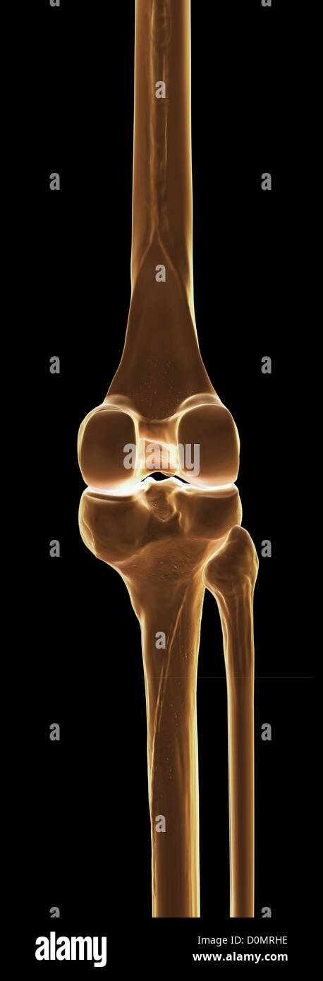Medial femoral condyle hi-res stock photography and images - Alamy