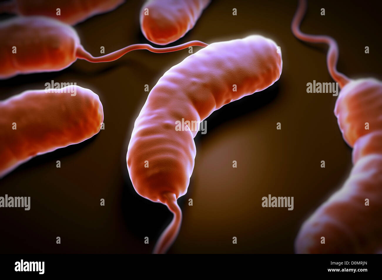 Group of vibrio cholerae bacteria which causes cholera Stock Photo - Alamy
