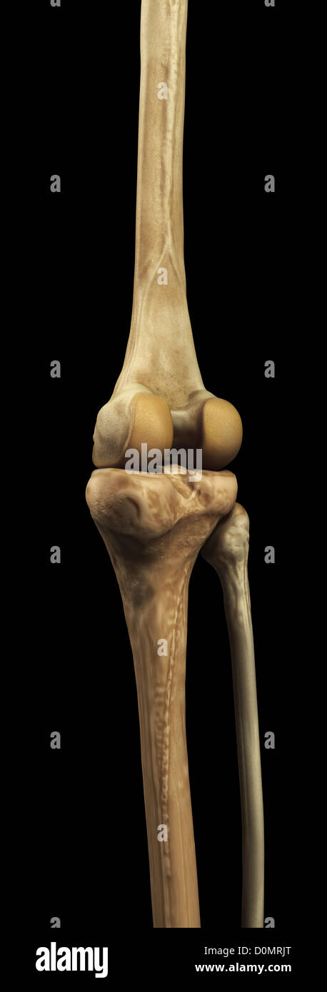 Medial femoral condyle hi-res stock photography and images - Alamy