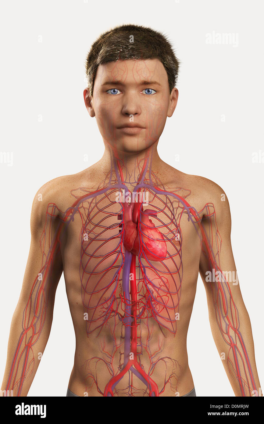 Digital illustration pre-adolescent male child heart blood vessels ...