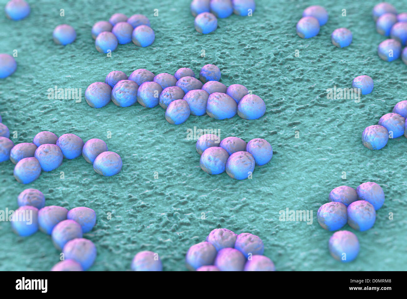 Clusters of 'superbug' (MRSA) bacteria Stock Photo - Alamy