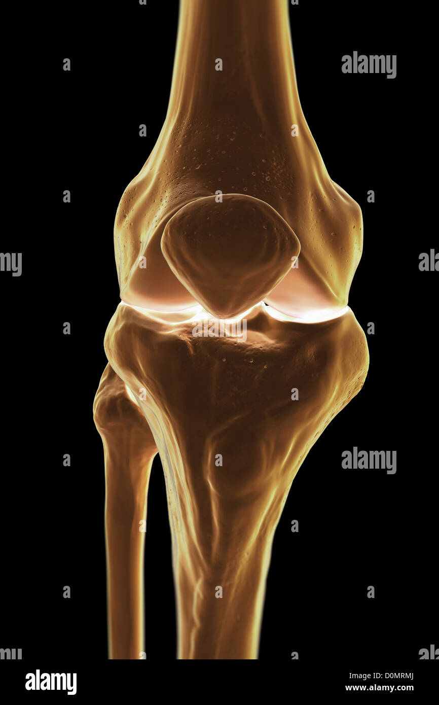 Model showing the human knee joint and its connecting bones Stock Photo ...