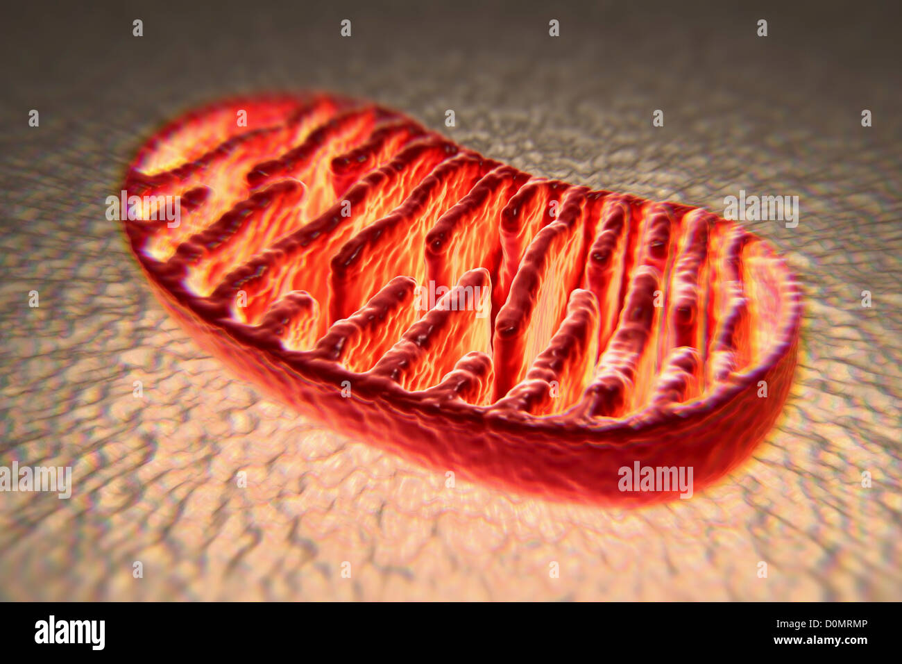 Cross section of a mitochondrion Stock Photo - Alamy