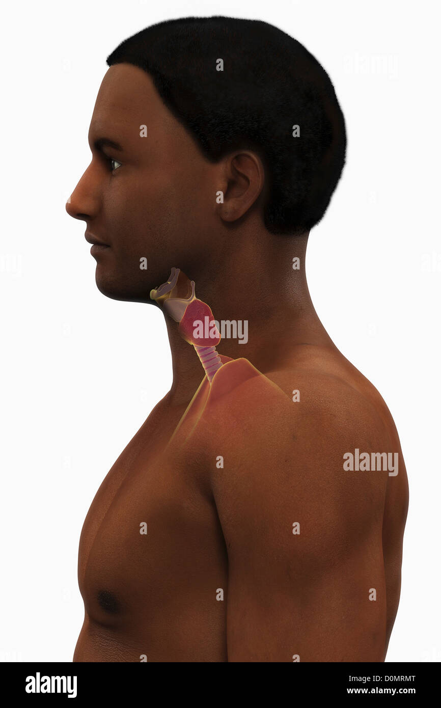 A male figure of African ethnicity showing the anatomy of the neck ...