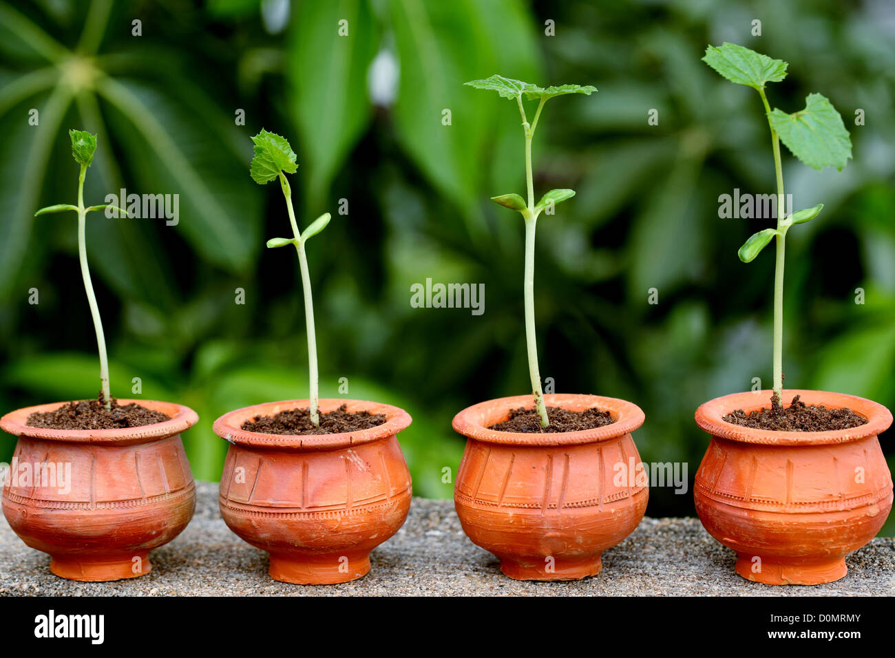Plant growth stages plant development hi-res stock photography and ...