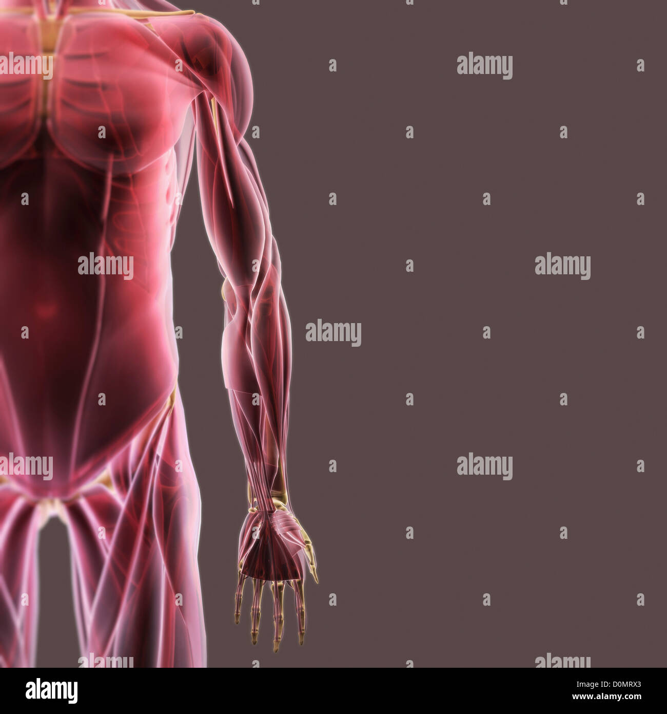 Anatomical model showing the upper parts of the human muscle system ...