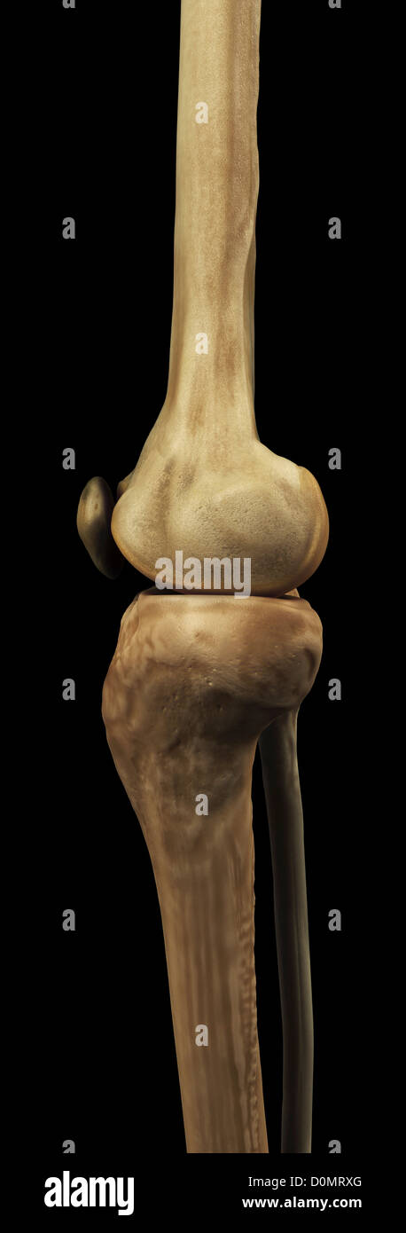 Model showing the human knee joint and its connecting bones Stock Photo ...