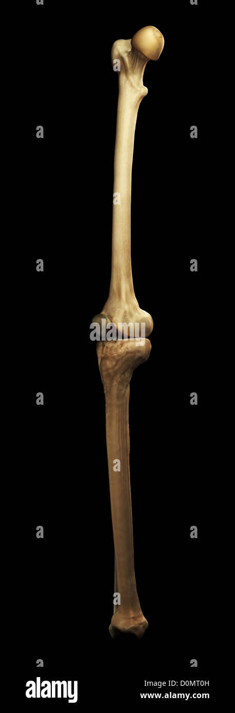 Bones and joint that form the skeletal structure of the human leg Stock ...