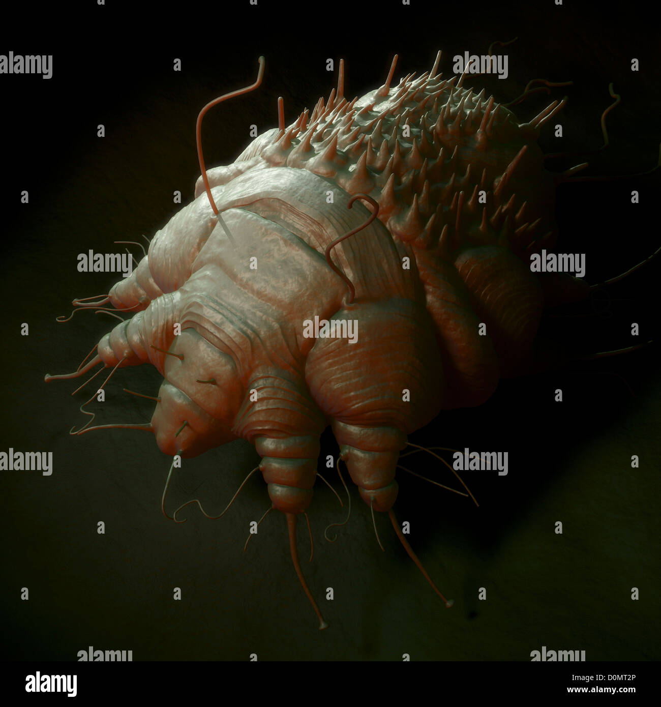 A close up view of the cause of scabies - the mite Sarcoptes scabiei ...