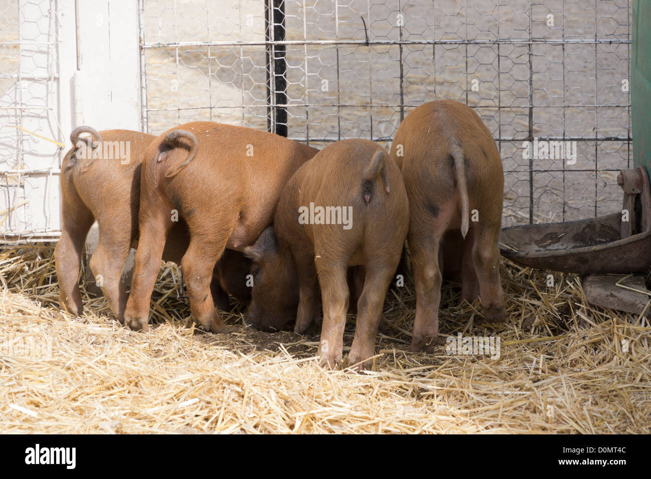 Livestock piglets hi-res stock photography and images - Alamy