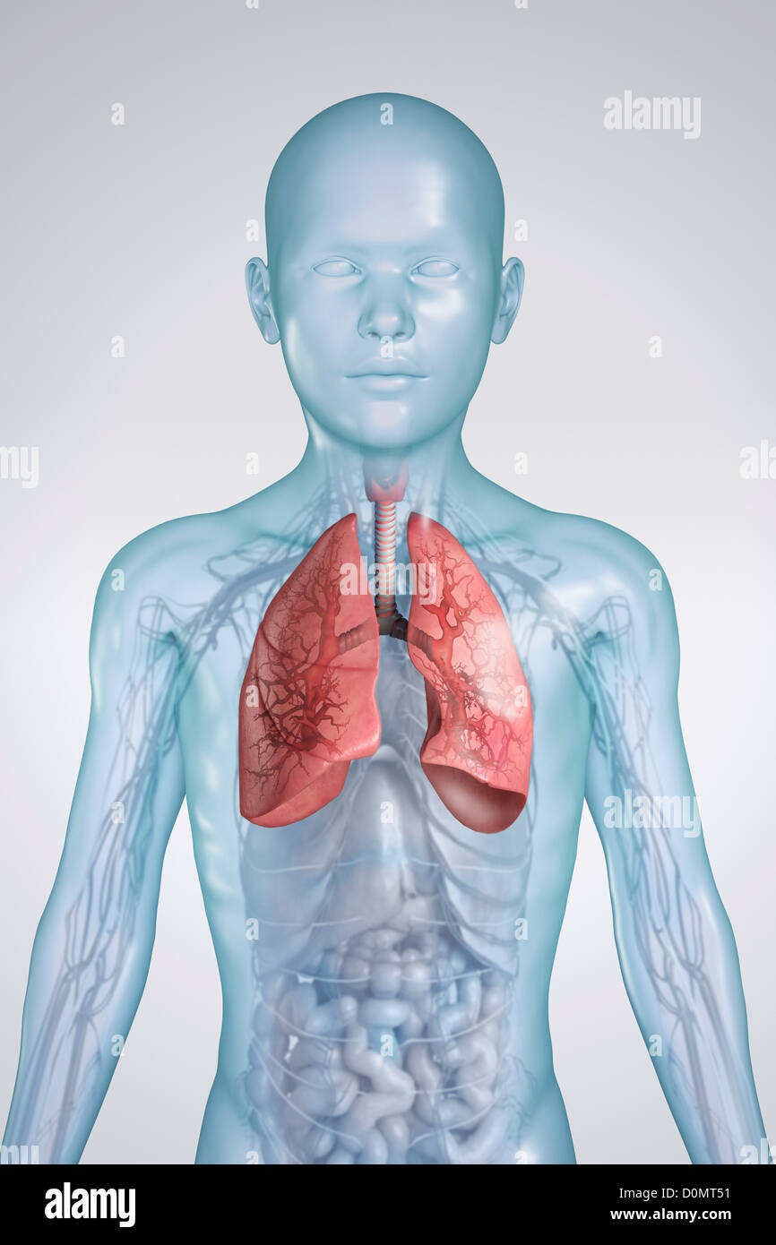Anatomical model of a child showing the respiratory system Stock Photo ...