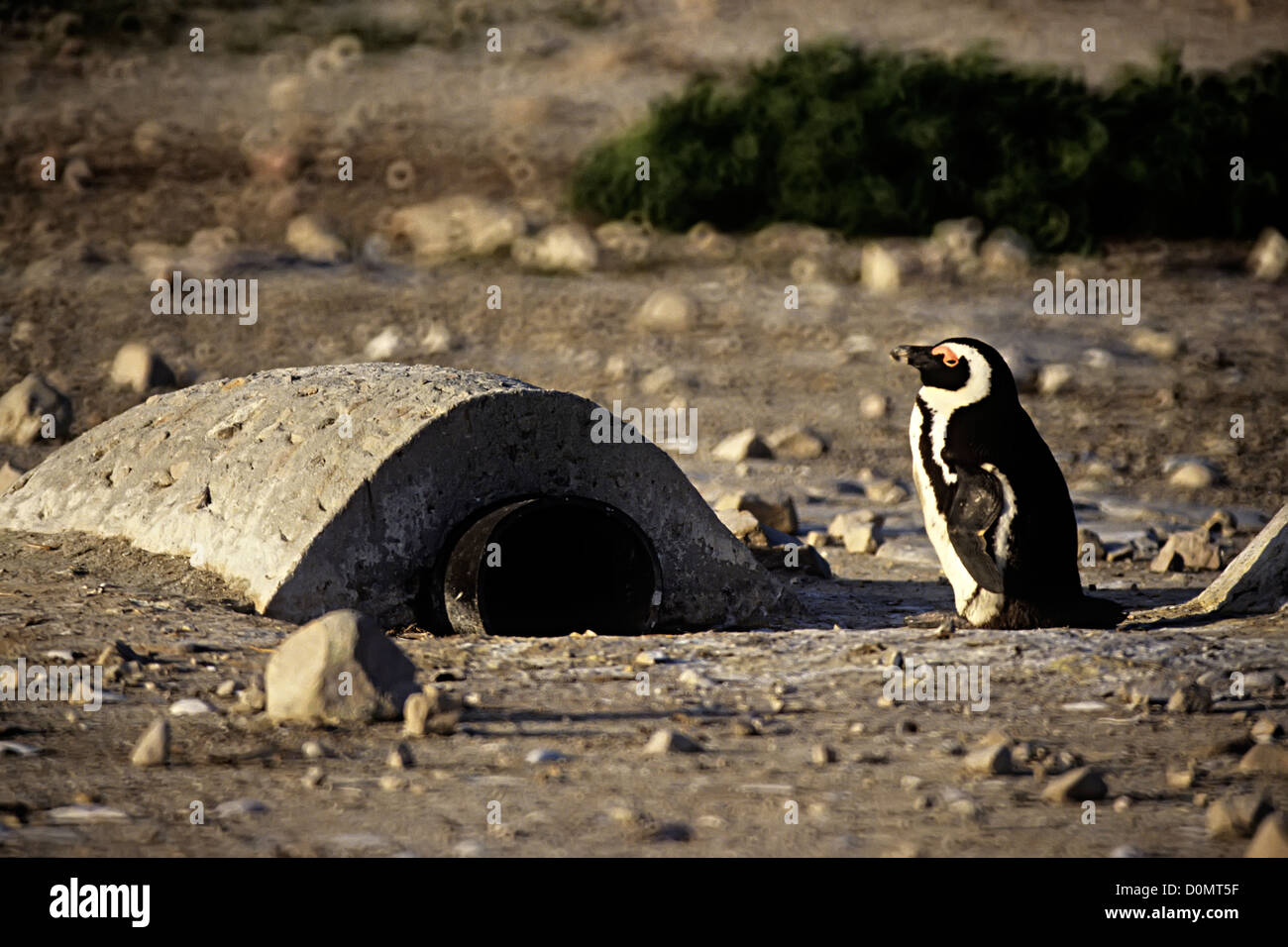 Penguin Spheniscus Demersus with artificial burrow created in nature ...