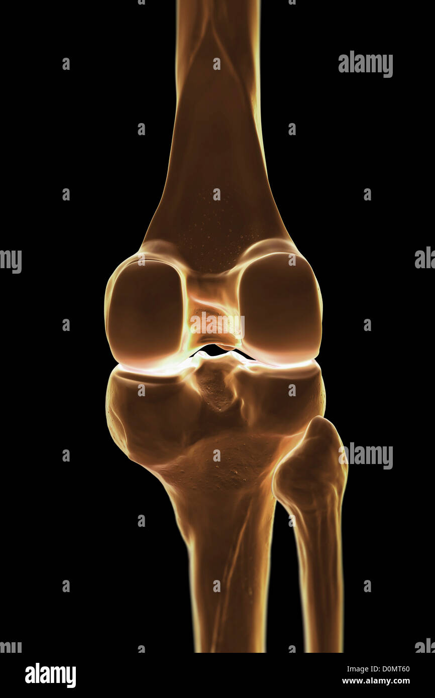 Medial femoral condyle hi-res stock photography and images - Alamy