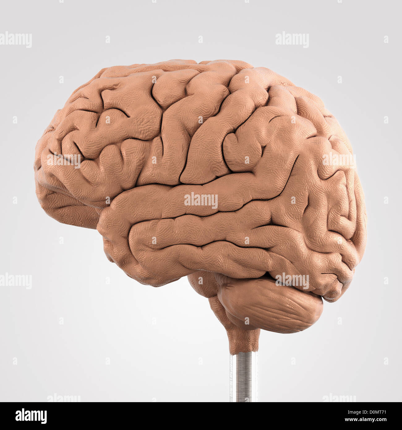 Clay model showing the anatomical structure of a brain Stock Photo - Alamy