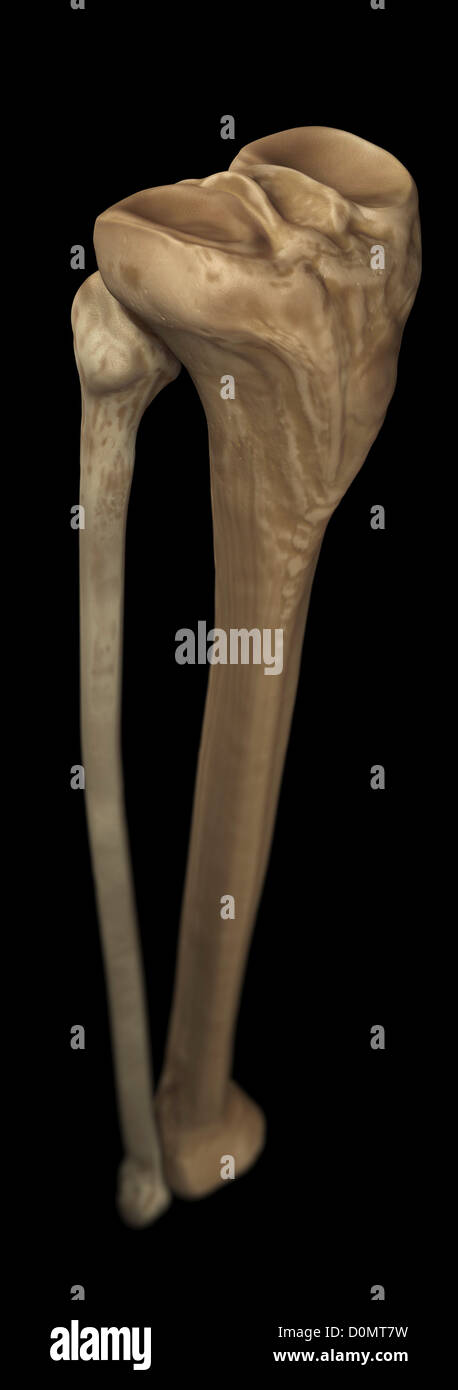 Tibia Humana Real ArtStation Tibia | Resources