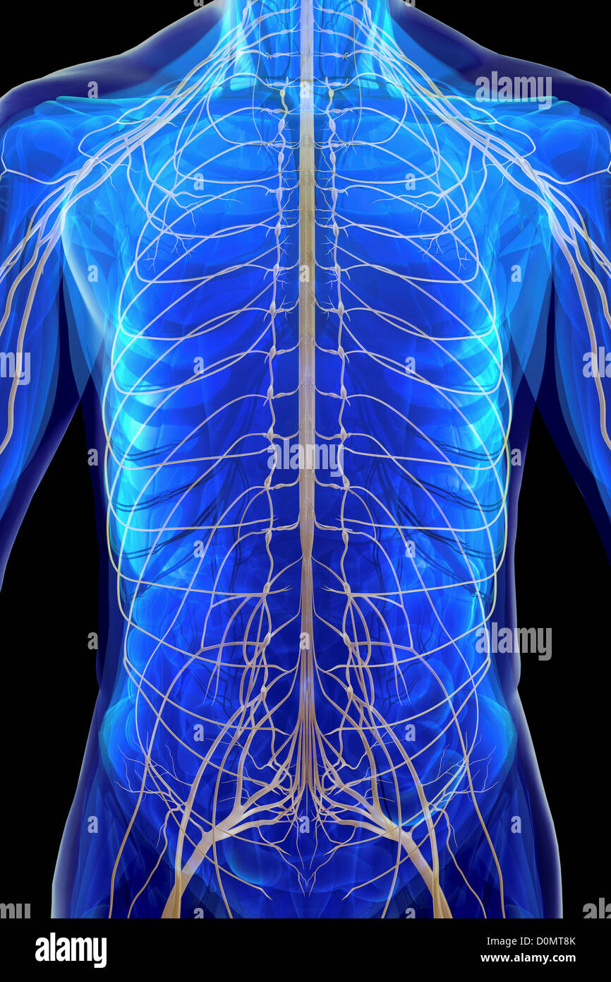 Anatomical model showing the human nervous system Stock Photo - Alamy