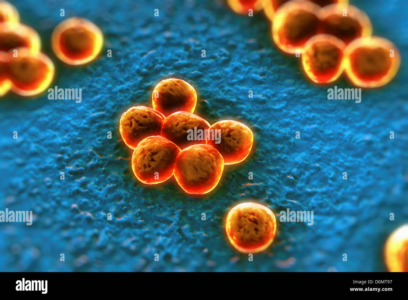 Clusters of 'superbug' (MRSA) bacteria Stock Photo - Alamy