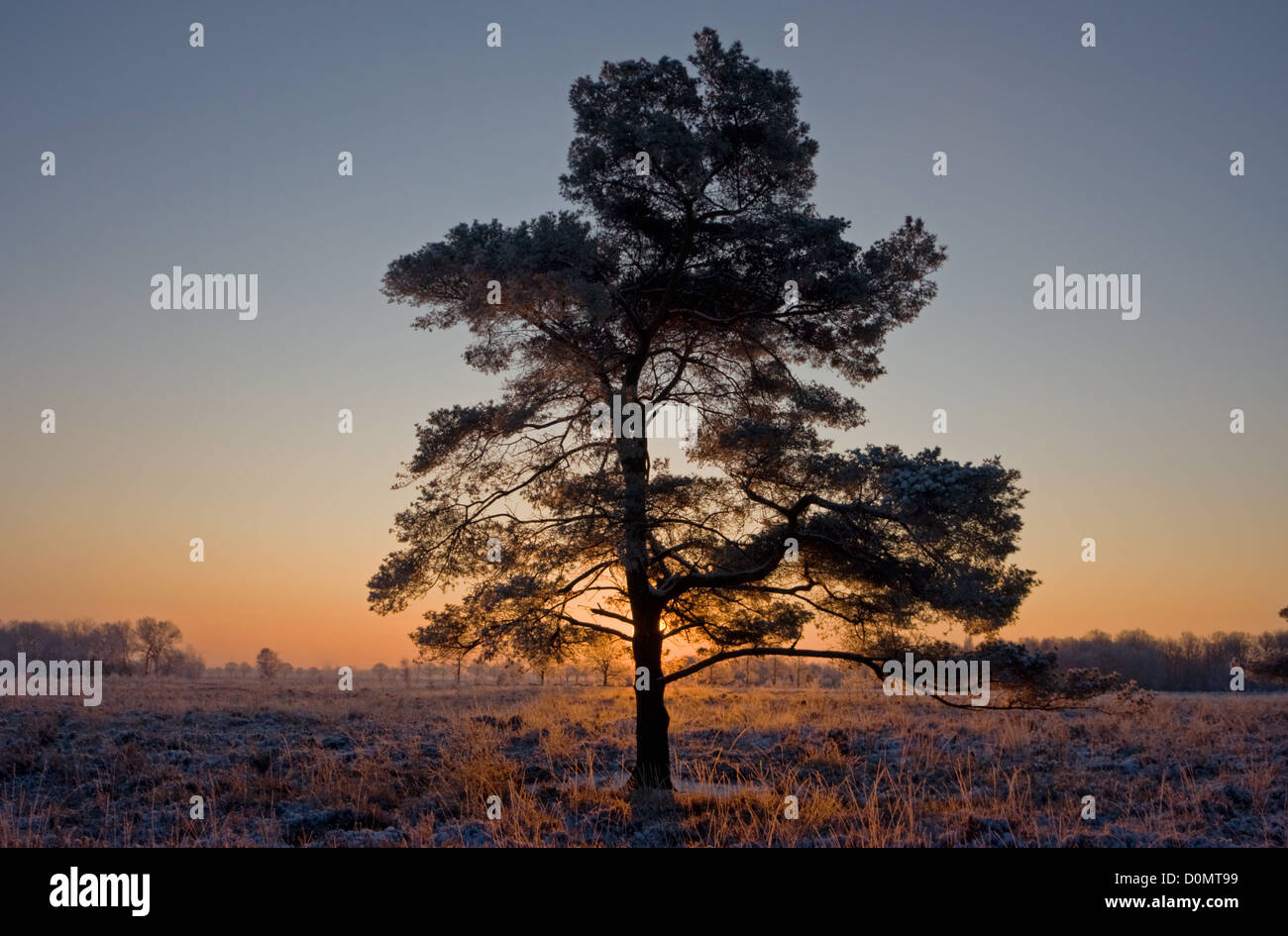 Pine tree on moor at sunrise Stock Photo - Alamy