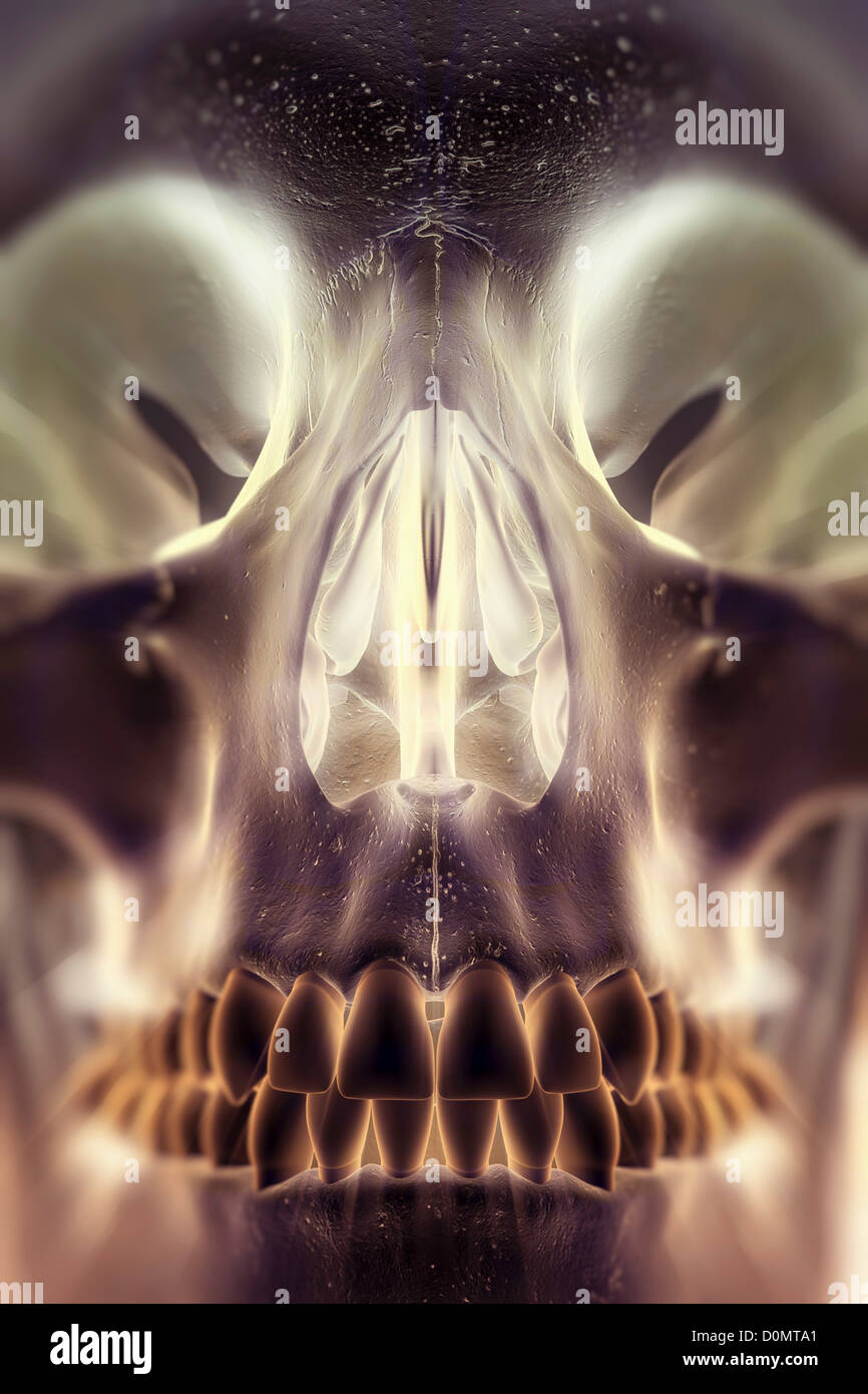 Anatomical model showing the bones of the face Stock Photo - Alamy